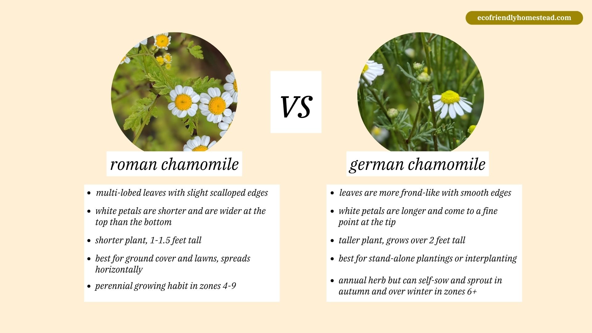 Growing Chamomile: Tips for Success from Seed to Tea